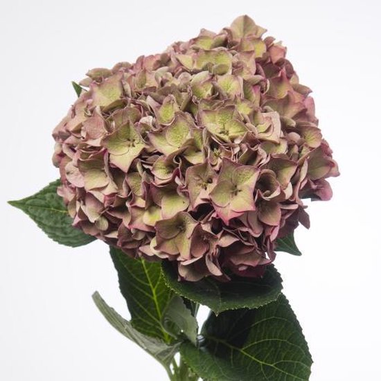 DutchFlowers - Boeket - 5x Hydr rodeo classic 80cm | bol