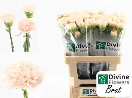 20x Dian.brut 60cm | bol