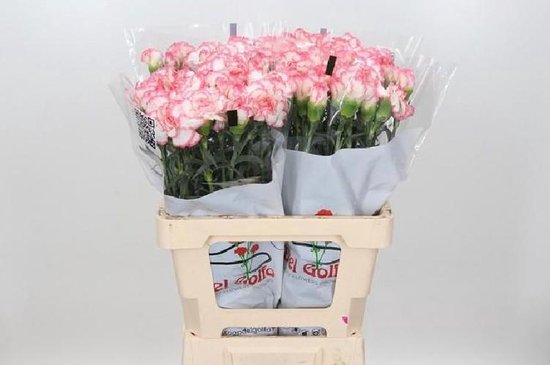 20x Dian.poirot bianco 50cm | bol