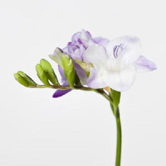 20x Freesia ton's ten blue 50cm | bol