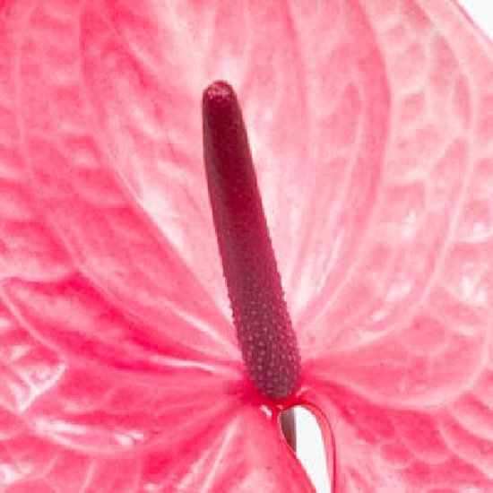 15x Anthurium candy | bol
