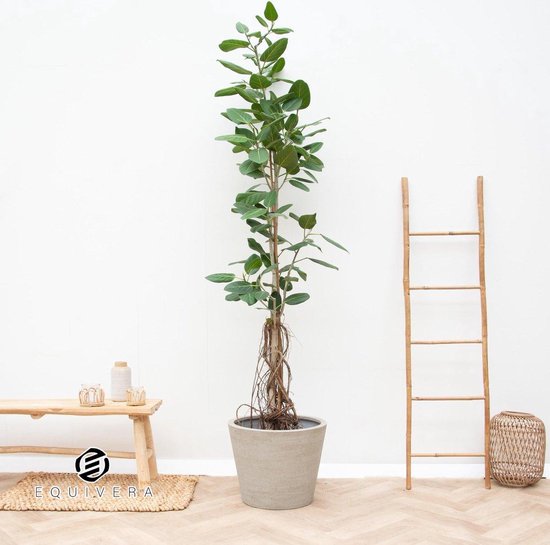 Equivera Ficus Benghalensis Audrey Op Stam Met Hangende Wortels - 220cm ...