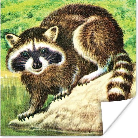 Affiche Illustration d'un raton laveur sur un rocher 150x150 cm ...