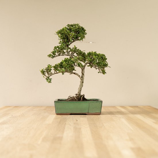 Bonsaiwonder® - ILEX - Bonsai boompje - Voor binnen en buiten - Hoogte ...