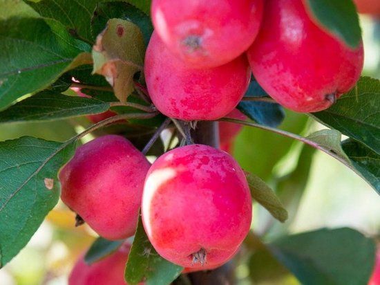 Dwergappelboom | Malus 'Appletini' - Buitenplant in kwekerspot ⌀13 cm ...