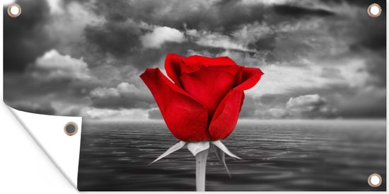 Décoration murale d'extérieur Photo Zwart et blanc d'une rose rouge, d ...