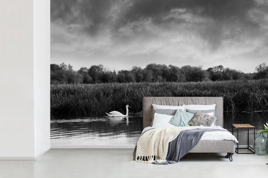 Behang - Fotobehang Een jong gezin van zwanen zwemt tijdens een ...