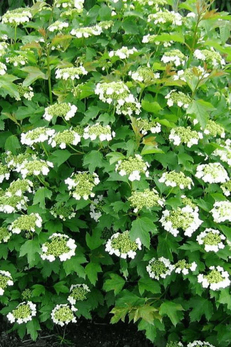 Jonge Gelderse Roos boom | Viburnum opulus 'Compactum' | 60-80cm hoogte ...