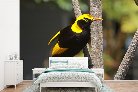Behang - Fotobehang Zwart-gele prieelvogel in een boom - Breedte 330 cm ...
