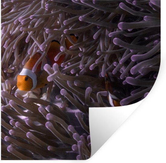 Stickers muraux - Poisson clown caché entre les anémones de mer - 50x50 ...