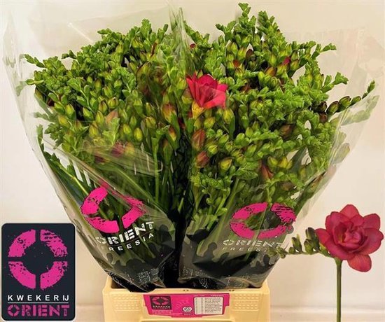 DutchFlowers - Boeket - 50x Freesia expression 50cm | bol