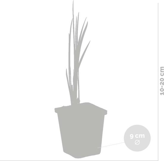 3x Acorus Calamus – Kalmoes – Vijverplant – Onderhoudsvriendelijk ...