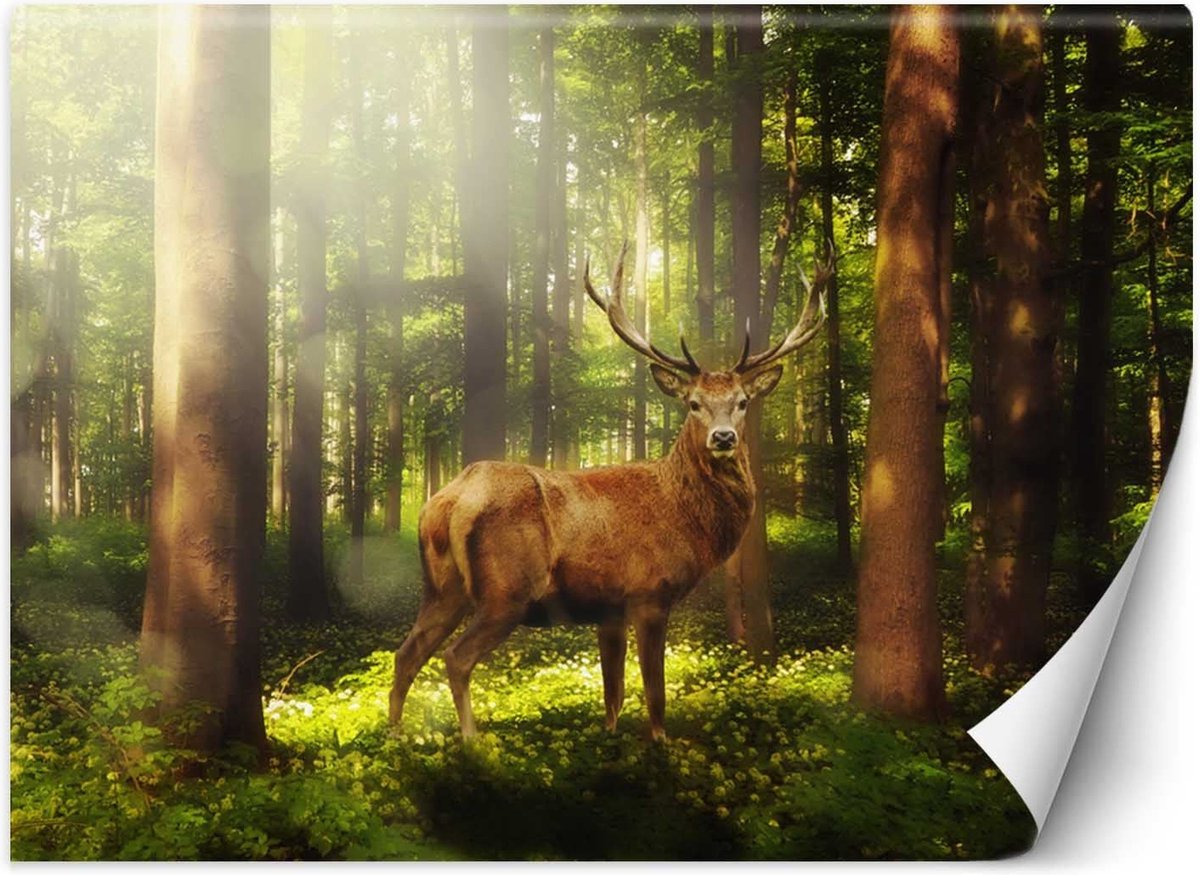 Trend24 - Behang - Hert In Het Bos - Vliesbehang - Fotobehang Dieren ...
