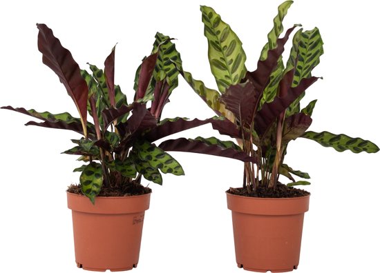 Plant in a Box - Set van 2 Calathea Insignis - Marantaceae - Kamerplant ...
