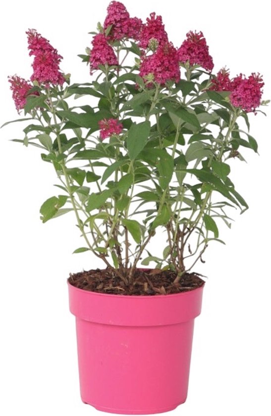 Plant in a Box - Buddleja Candy Little Ruby - Buddleja davidii ...