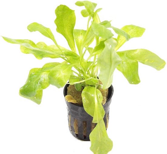 Aquaflora Samolus Floribundus | in 5 cm pot | bol