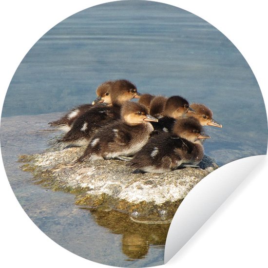 Groupe de jeunes grands harles sur une petite île dans l'eau Sticker ...