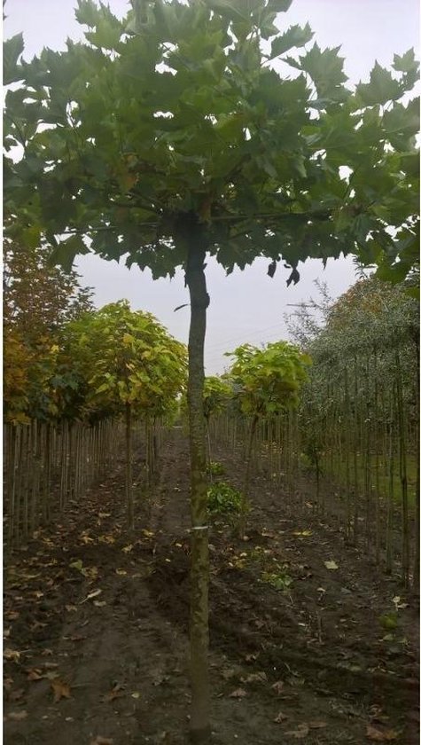 Grote Dakplataan | Platanus hispanica | Stamomtrek: 20-25 cm | vierkant ...