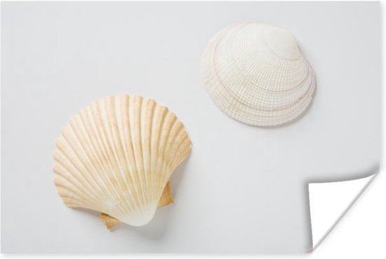 Twee schelpen met een witte achtergrond poster 60x40 cm - Foto print op ...