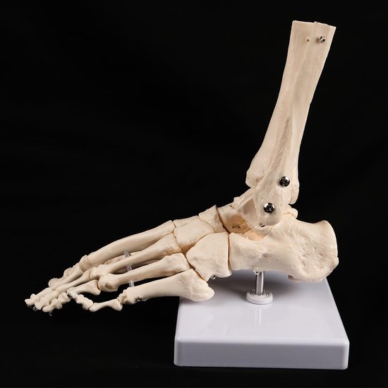 Anatomisch Model Voet & Enkelgewricht - Skeletmodel Linkervoet voor ...