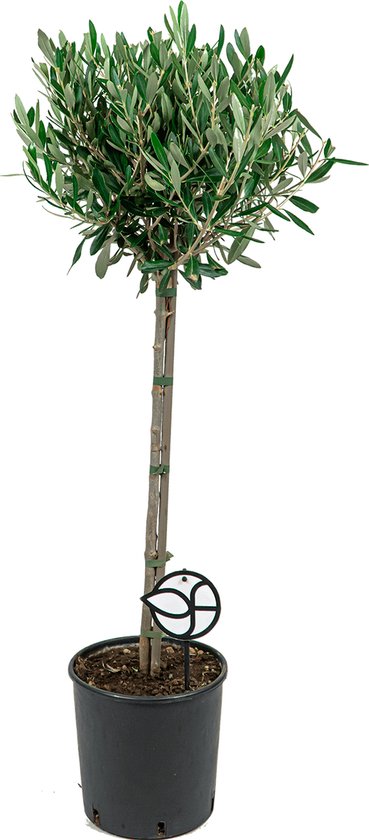 Olea Europaea op stam L | Olijfboom | bol