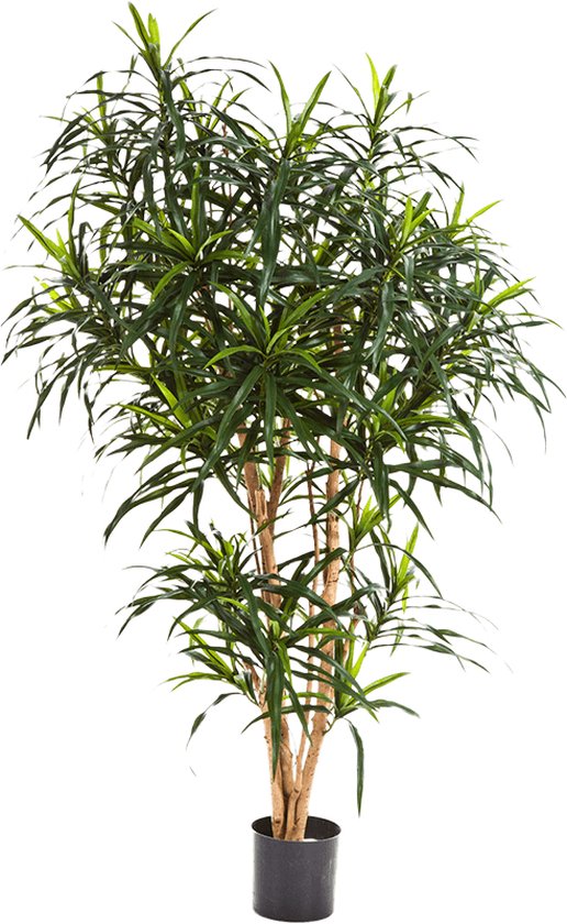 Dracaena reflexa Anita tree | bol.com