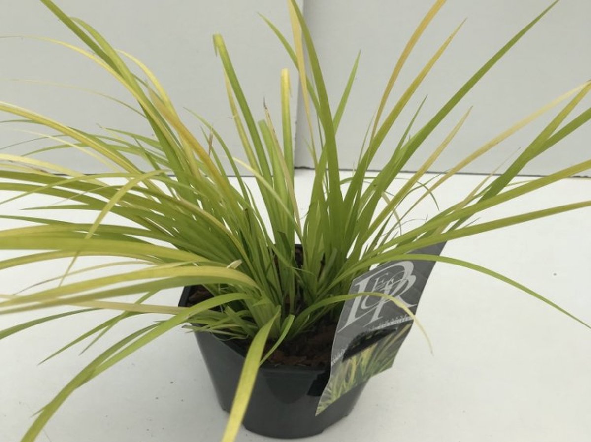 Acorus gramineus 'Golden Delight' C2 | bol.com