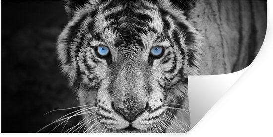 Muurstickers - Sticker Folie - Dieren - Tijger - Zwart wit - Ogen - Blauw - 80x40 cm -... | bol