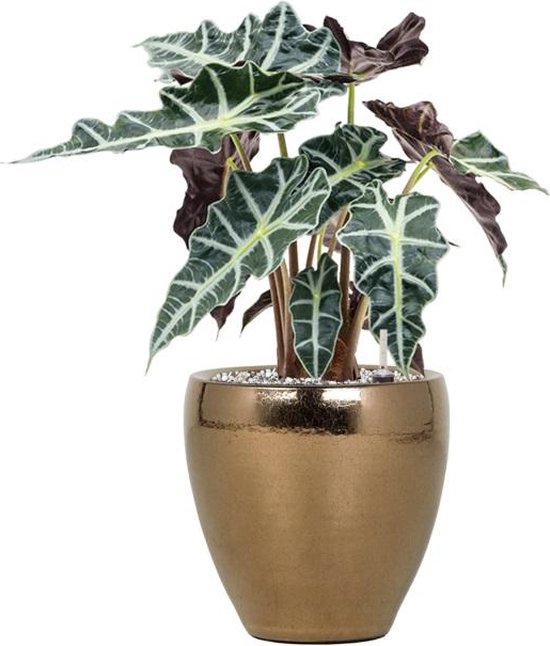 Plant in Pot Alocasia Polly 50 cm kamerplant in Amora Gold 21 cm ...