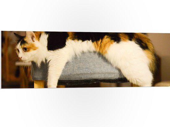 WallClassics - PVC Schuimplaat- Bruin/Zwart Gevlekte Kat uitgestrekt ...