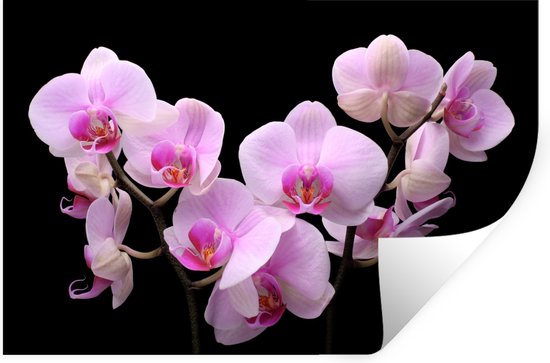 Muurstickers - Sticker Folie - Orchidee - Bloemen - Roze - Flora - 60x40 cm -... | bol.com