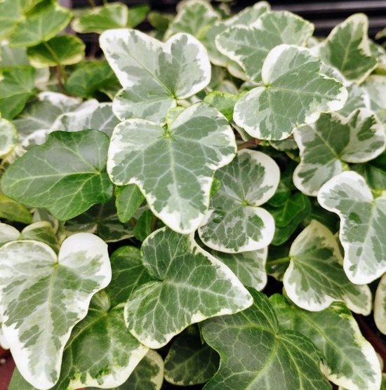 Klimop Glacier - Hedera Helix | bol