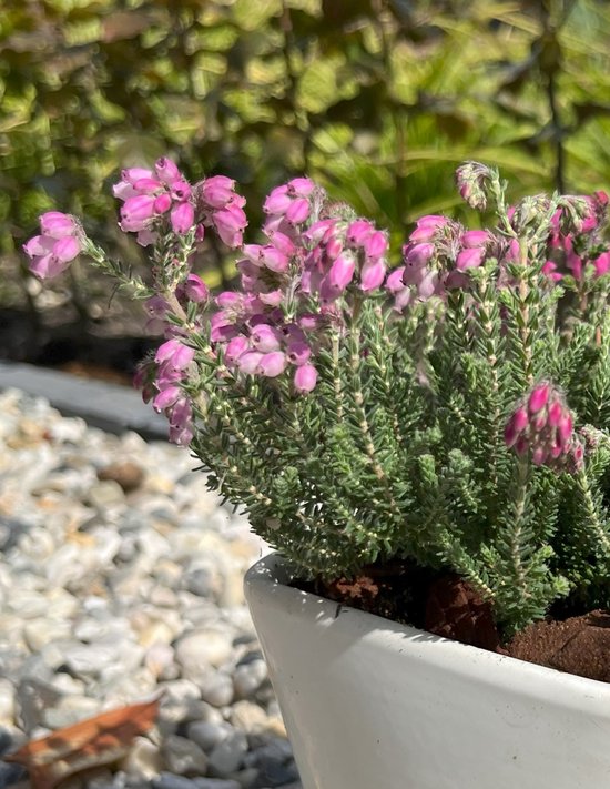 Gewone dopheide Rood - 10 Stuks - Erica tetralix 'Con Underwood' - P10 ...