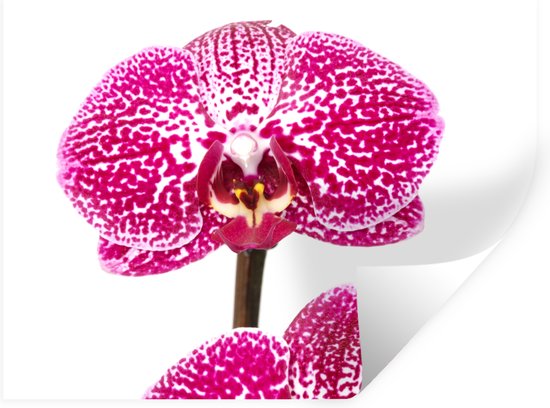 Muurstickers - Sticker Folie - Orchidee roze - 160x120 cm - Plakfolie - Muurstickers... | bol