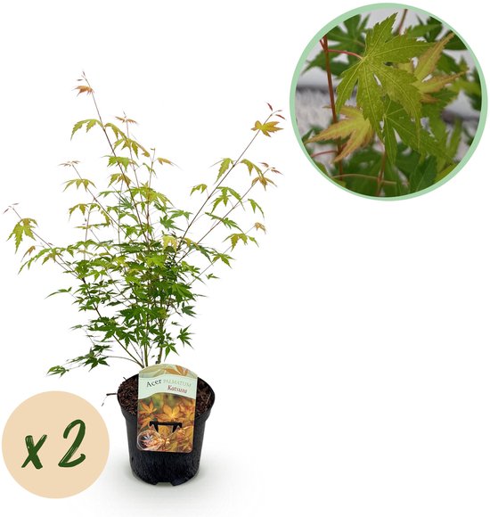 Tuinplantenshop.com | Terrasplant - Japanse Esdoorn - Acer palmatum ...