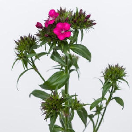 1x Dian. - roze 30cm | bol