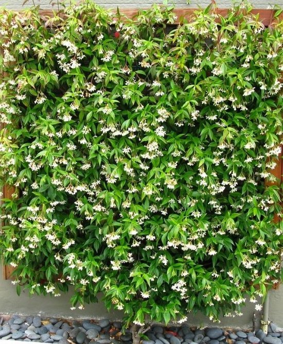 Toscaanse Jasmijn - Trachelospermum Jasminoides (Sixpack) | bol