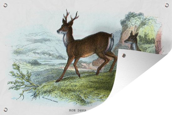 Tuinposters buiten Een gekleurde tekening van reeën op een weiland ...