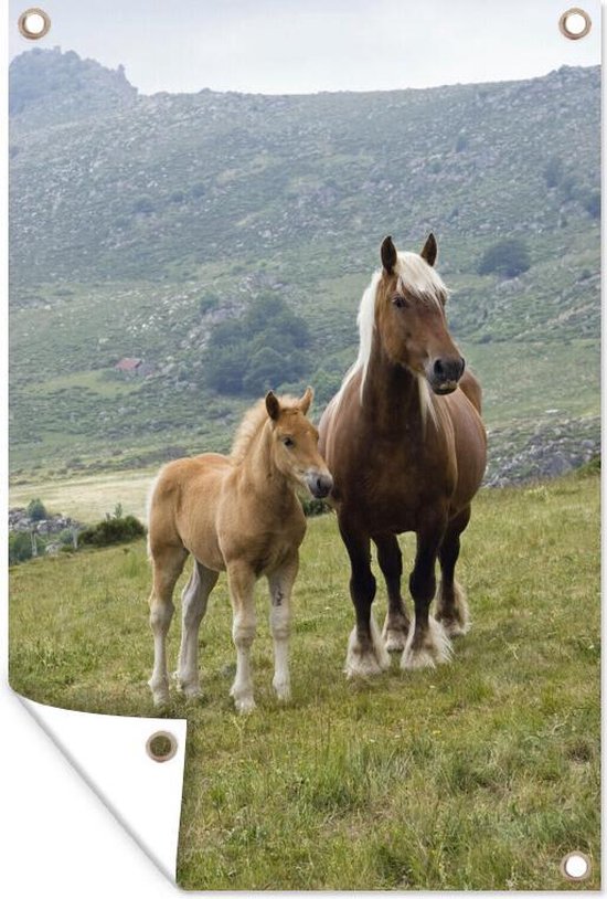 Muurdecoratie Haflinger paard en haar veulen - 120x180 cm - Tuinposter ...