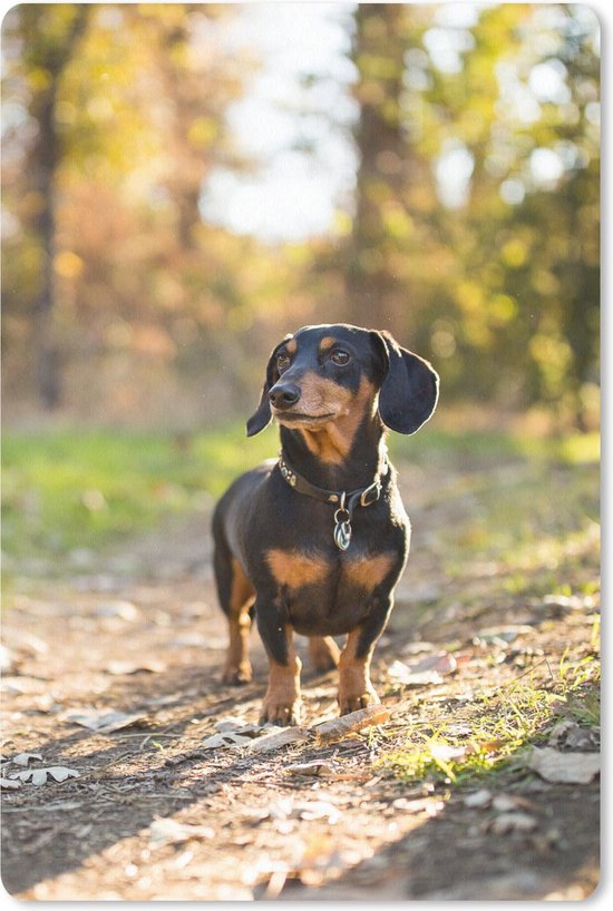 Muismat - Mousepad - Een mooie Teckel in het bos - 40x60 cm ...