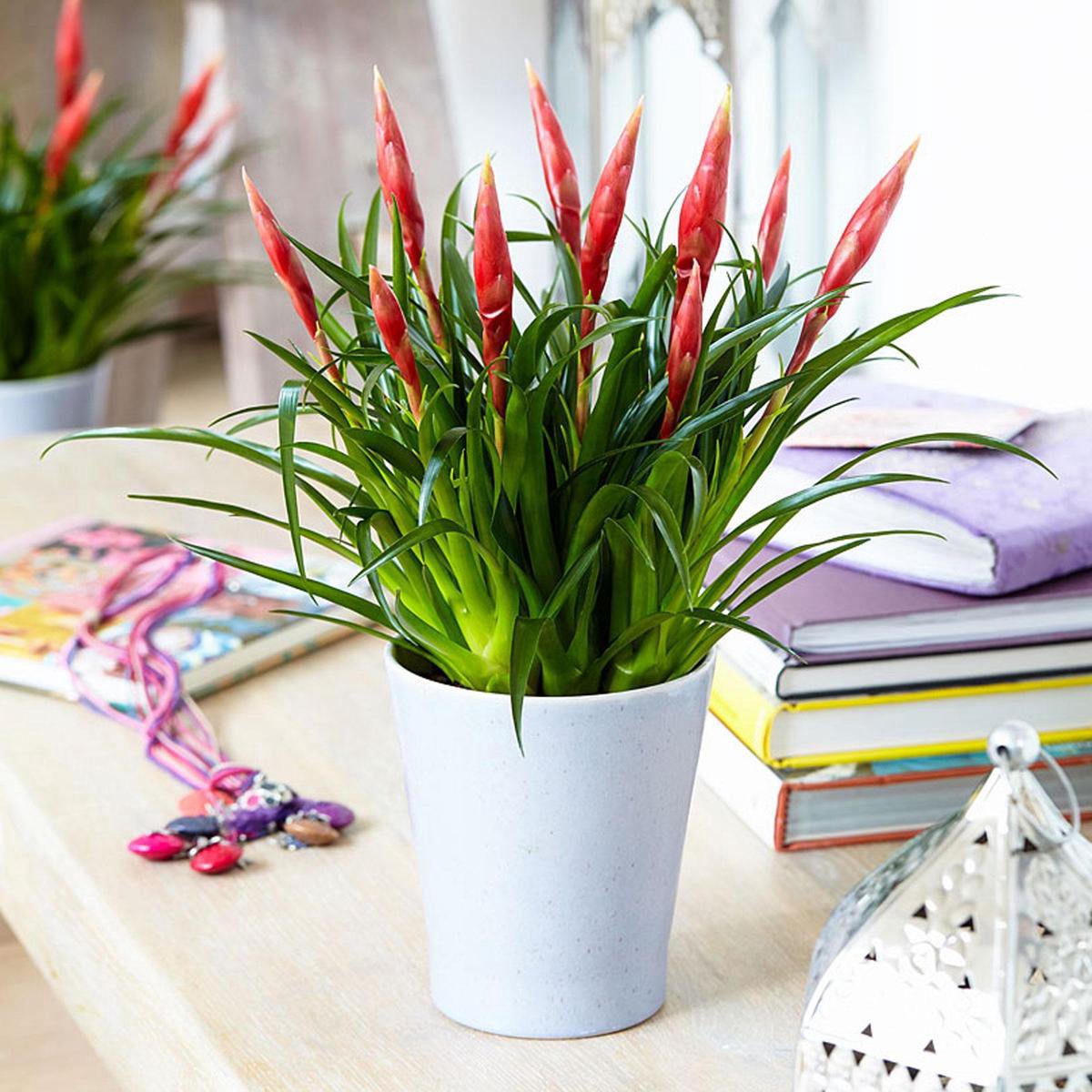 Bromelia Vriesea 'Multiflower Astrid' - ↑ 40-45cm - Ø 12cm | bol.com