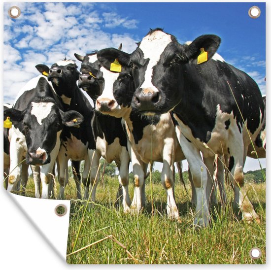 Tuinposters Koeien - Gras - Weiland - Dieren - 50x50 cm - Tuindoek ...