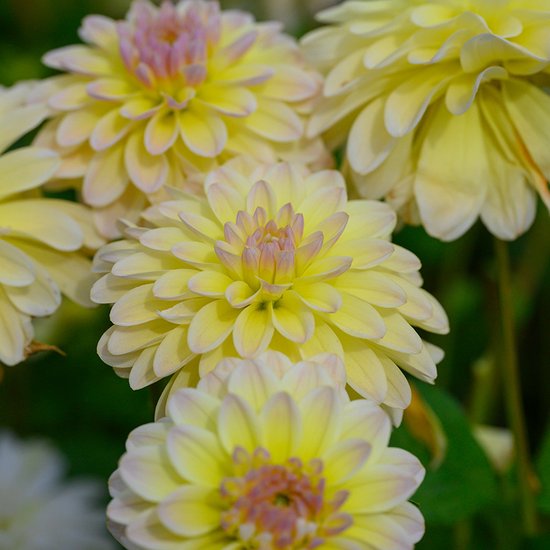 Dahlia Innocent Silence | Top kwaliteit Dahliaknol | 100% Bloeigarantie ...