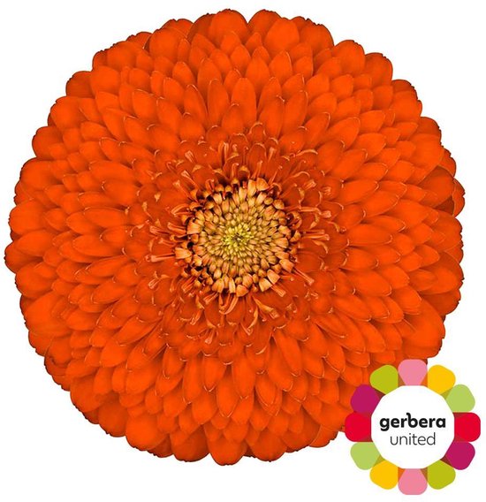 20x Germini fozzie 70cm | bol