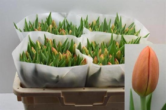 DutchFlowers - Boeket - 50x Tulipa delta storm 30cm | bol