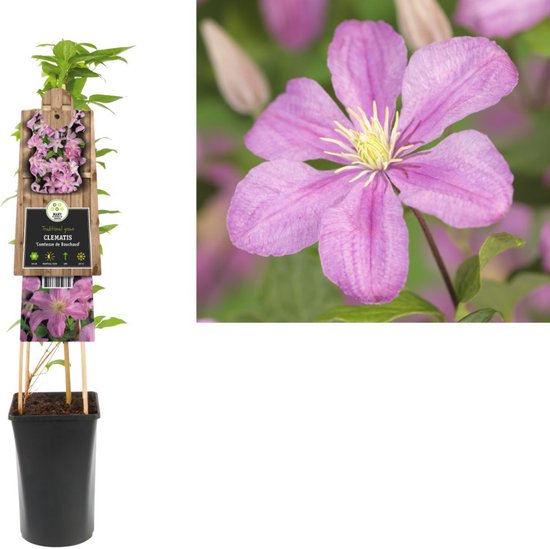 3 stuks - Van der starre - Klimplant Clematis Comtesse de Bouchau... | bol