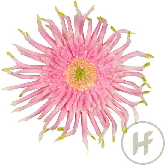 45x Gerbera pasta emma 40cm | bol