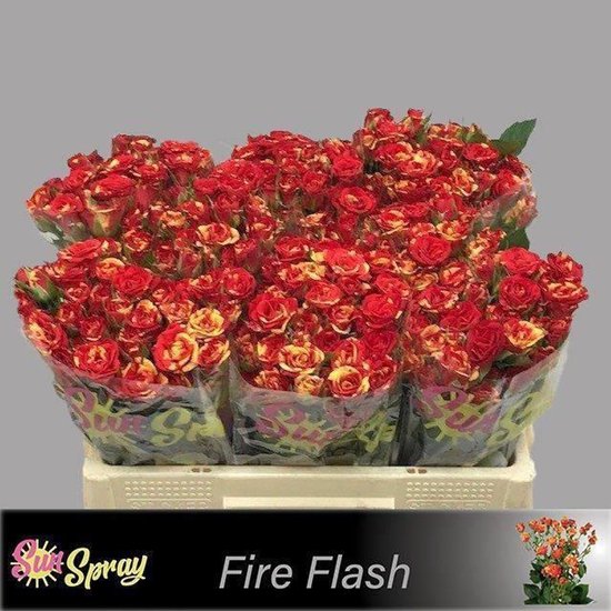 10x Rosa fire flash 50cm | bol