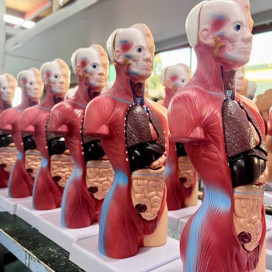 Allecto Plus - 15-delig anatomisch montagemodel 28 cm - menselijke ...