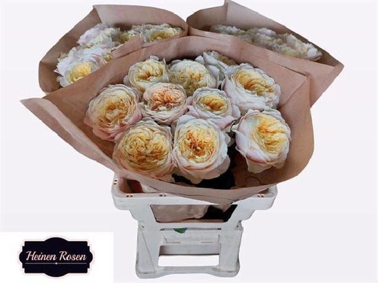 10x Rosa peter's park! 60cm | bol